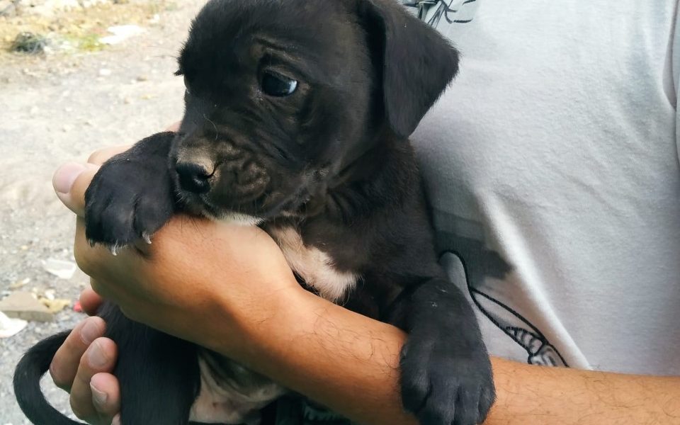 Perro cachorro – Adopción Tenerife