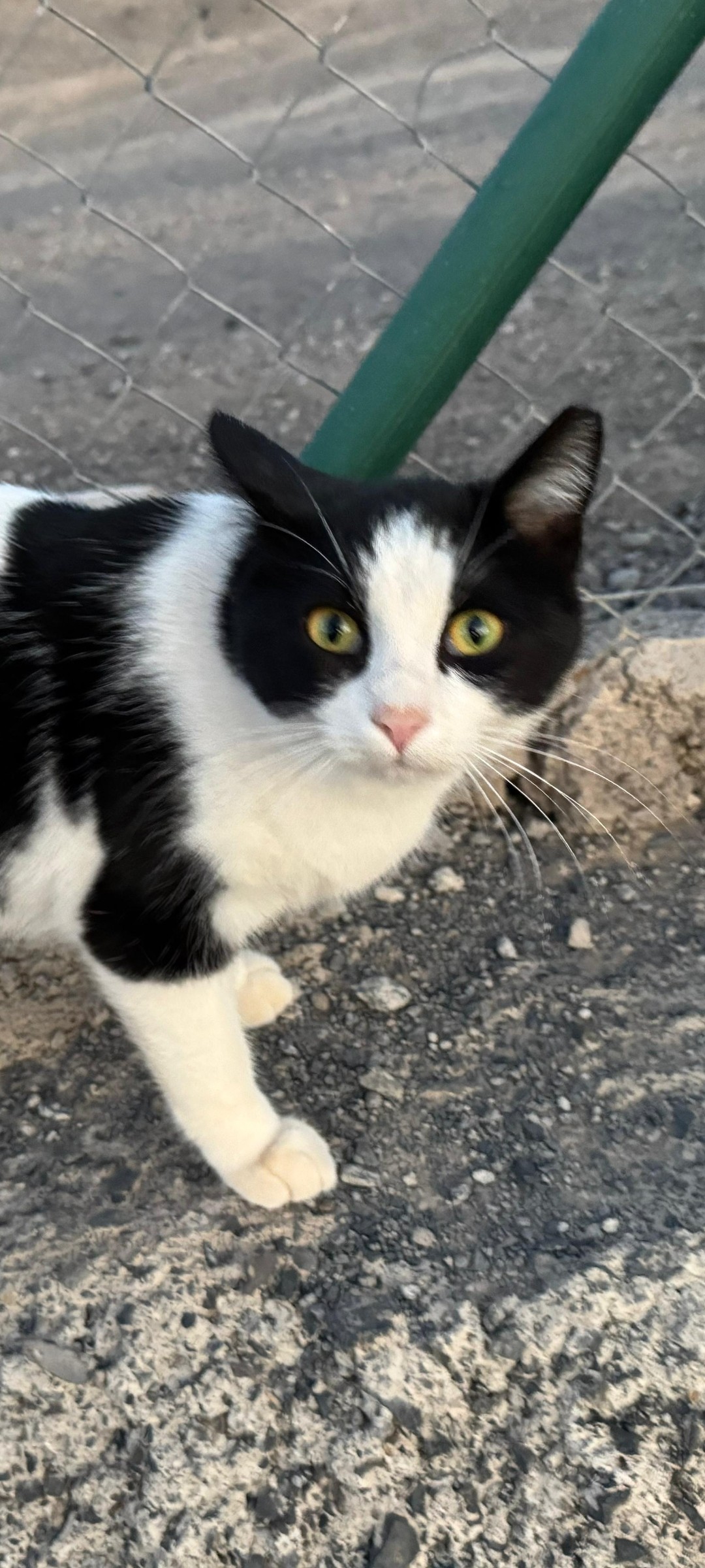 Santi - Adopción Tenerife